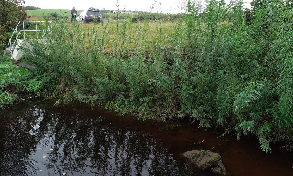 Willow Spiling on the Ayr – River Ayr District Salmon Fishery Board