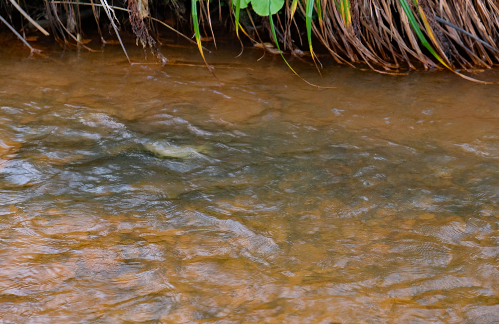 Trout spawning underway – River Ayr District Salmon Fishery Board